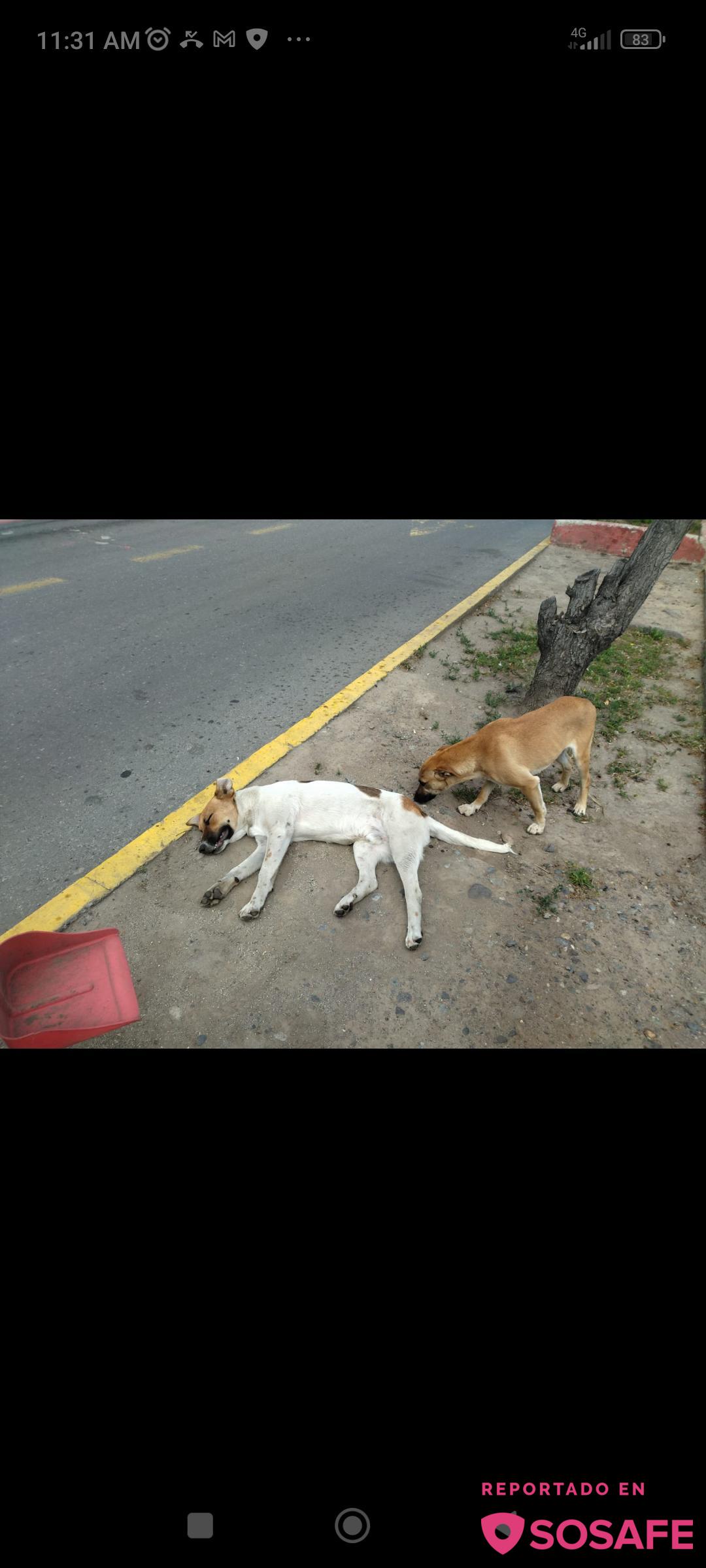 SOSAFE - Hola me.encian está información!!!!Perrito atropellado en ...