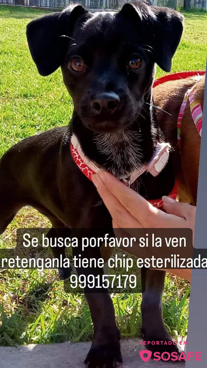 SOSAFE - Porfavor ayúdenme a encontrar mi bebé se llama negrita es raza ...