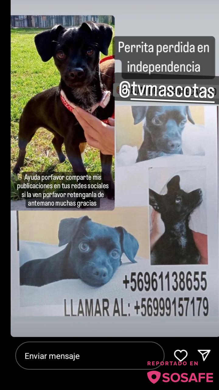 SOSAFE - Porfavor ayúdenme a encontrar mi bebé se llama negrita es raza ...
