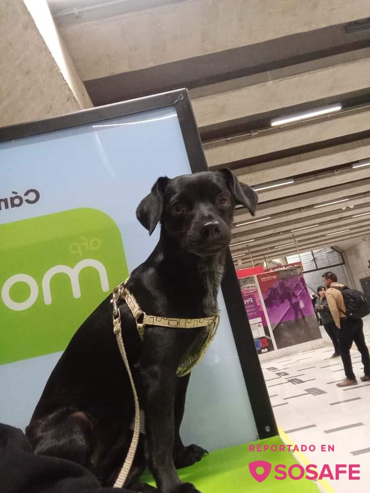 SOSAFE - Porfavor ayúdenme a encontrar mi bebé se llama negrita es raza ...