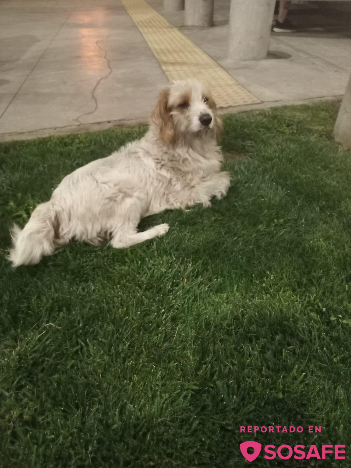 SOSAFE - Perrit@ perdido o abandonado, no lo sé. Se encuentra acostado ...