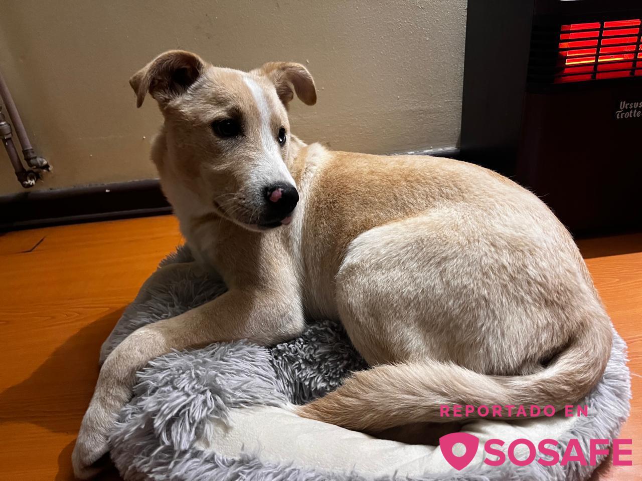 SOSAFE - Perrito 7 meses aproximado. Sin chip. Busca a sus dueños ...