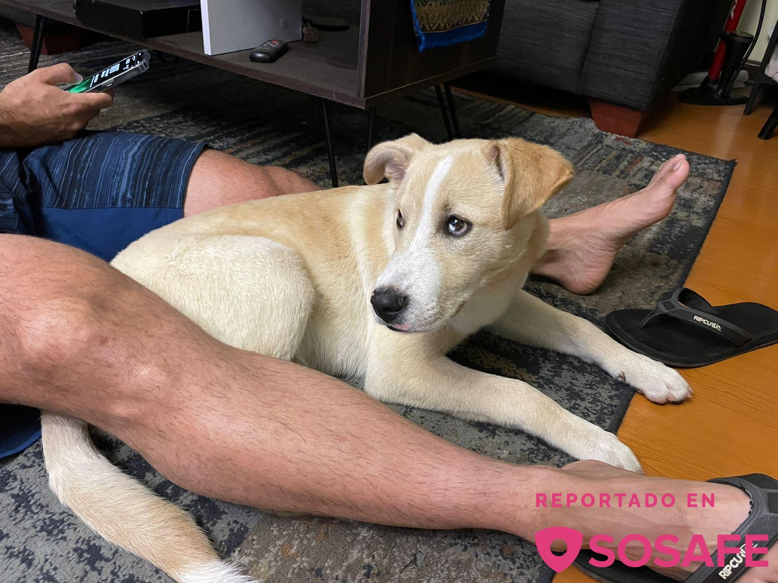 SOSAFE - Perrito 7 meses aproximado. Sin chip. Busca a sus dueños ...