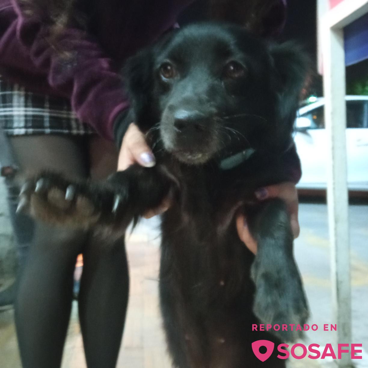 SOSAFE - Este perrito pequeñito ha estado todo el día dando vueltas por ...