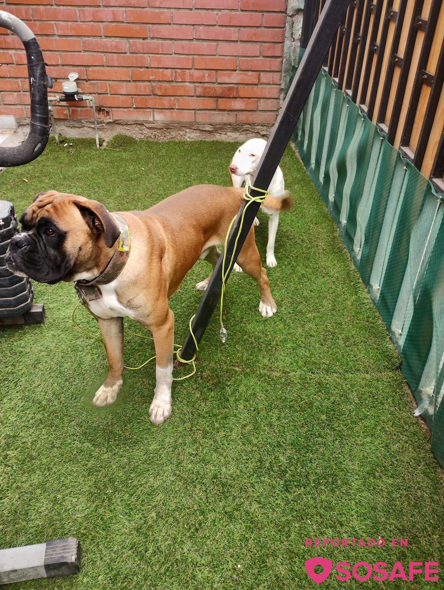 SOSAFE - Anoche se rescataron estos perritos que están por la copec de ...