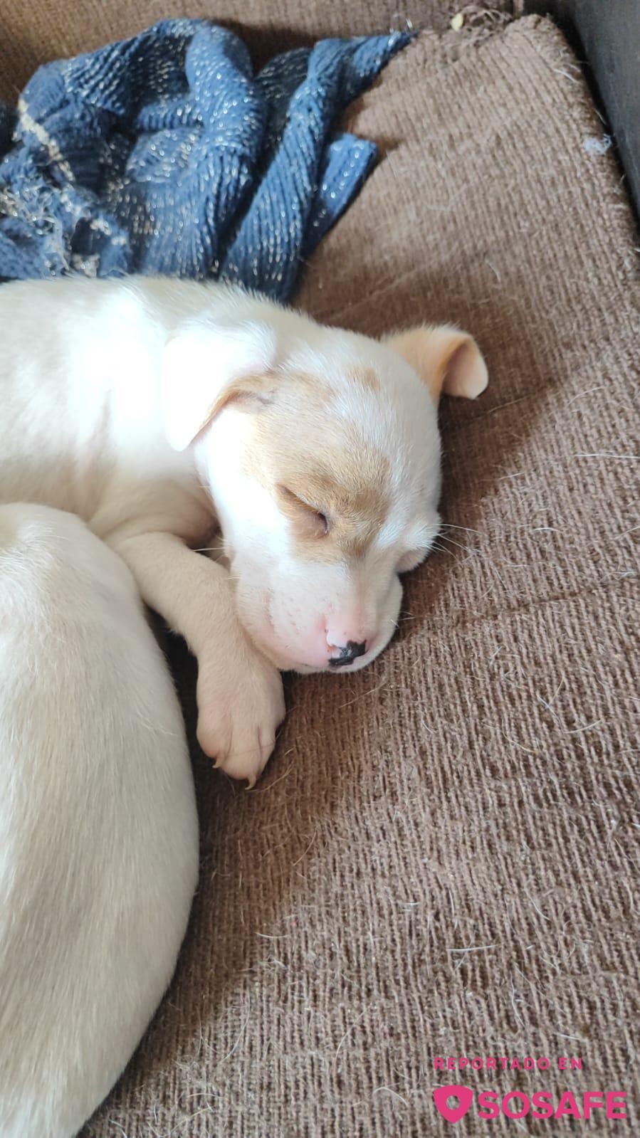 SOSAFE - Hola encontre este perrito afuera de mi casa yo no lo puedo ...