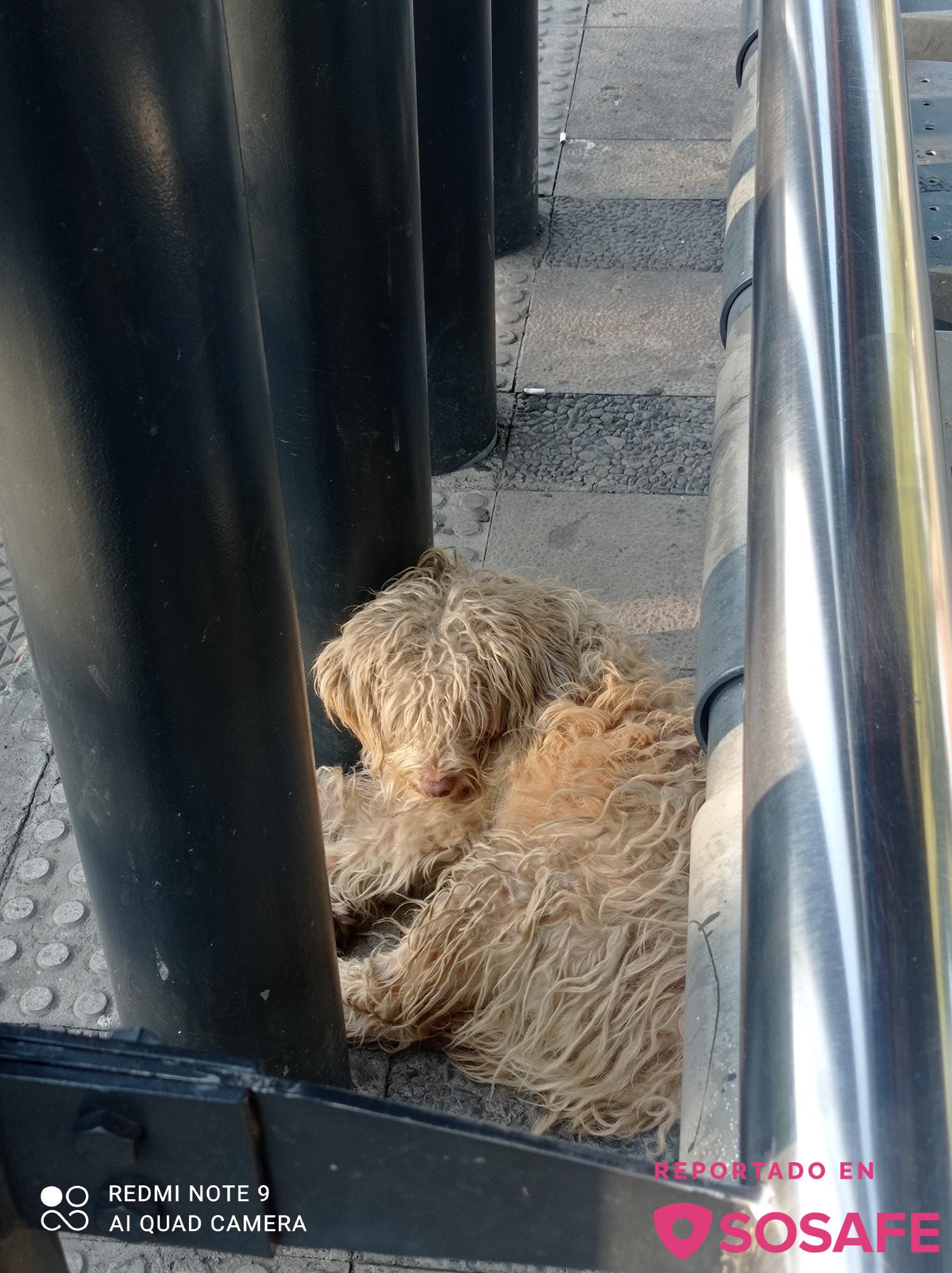 SOSAFE - Perrito tirado en el paradero 7 de pajaritos, tiritando ...