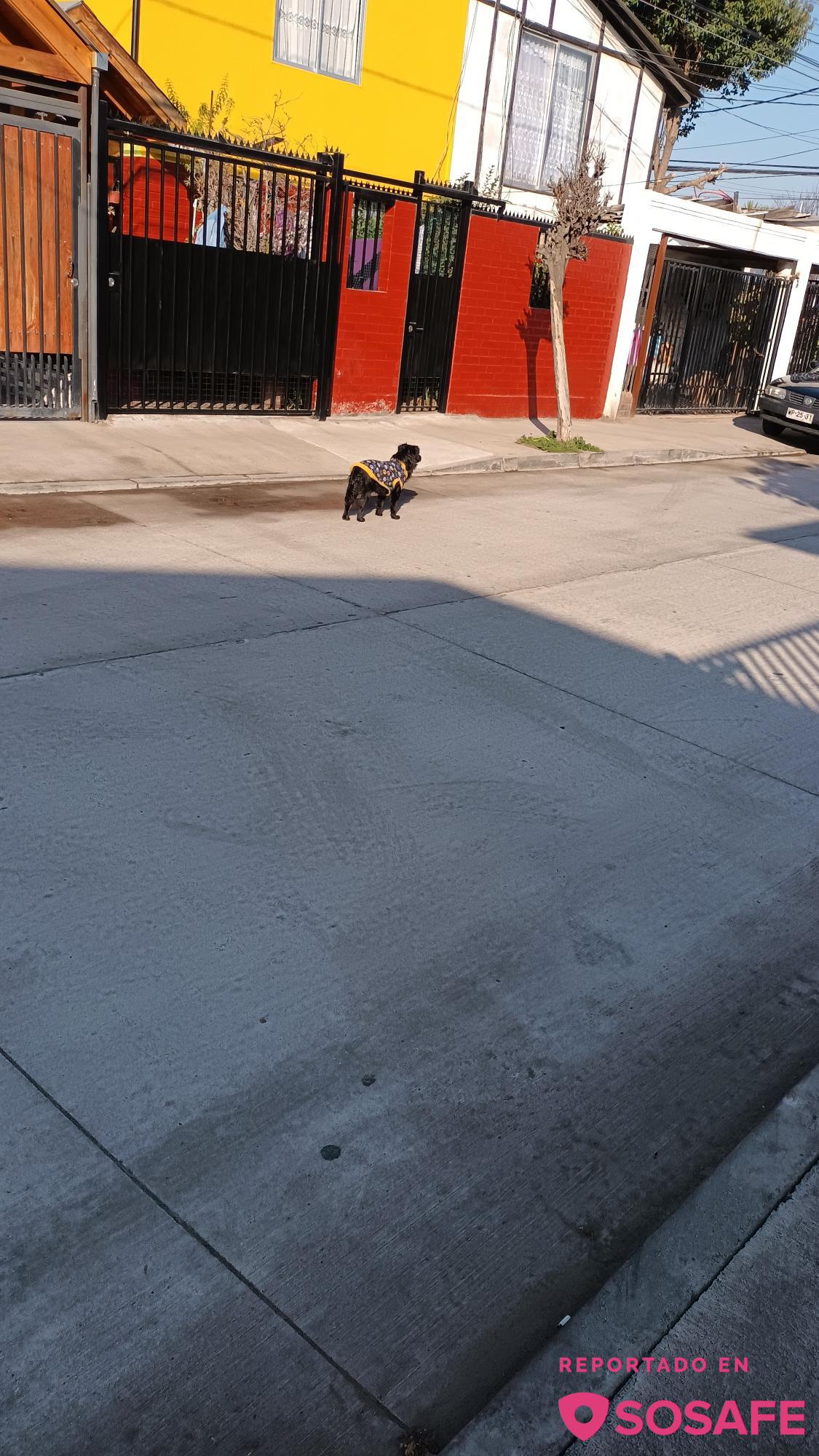 SOSAFE - ESTE PERRITO , SE VE EXTRAVIADO !!! SI ALGUIEN LO RECONOCE POR ...