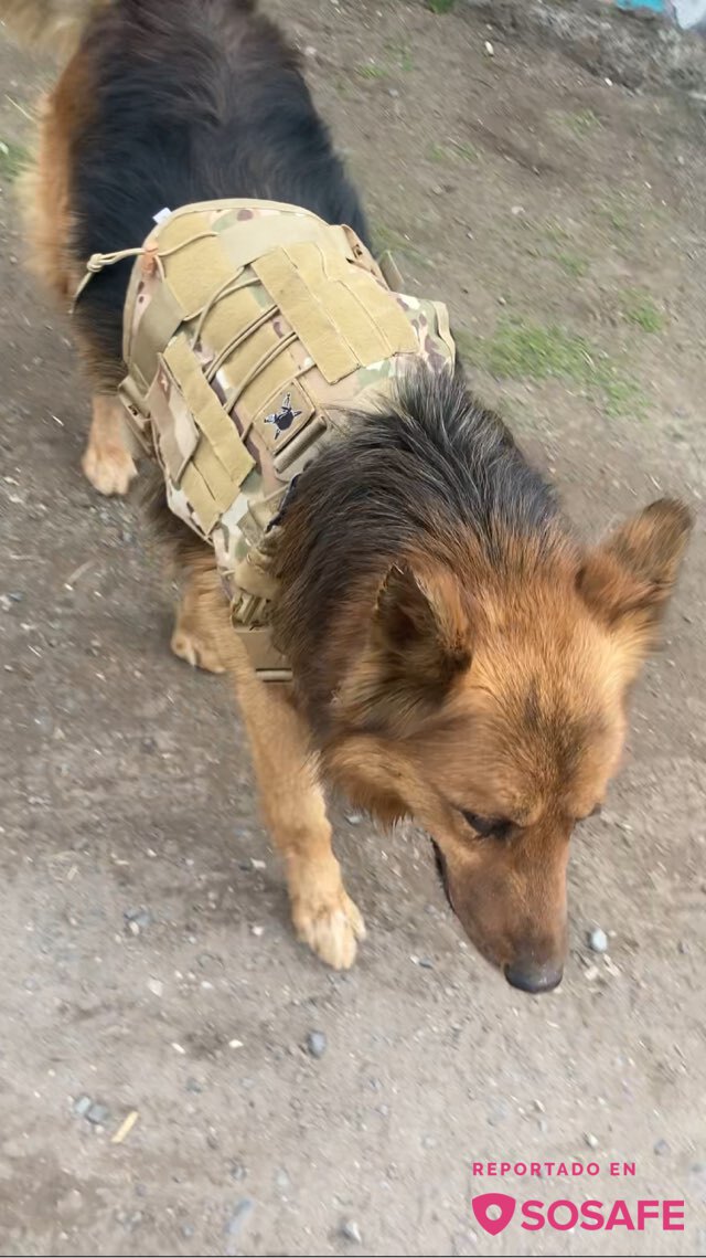 SOSAFE - Hola este perrito no se si andará perdido o que, me imagino ...